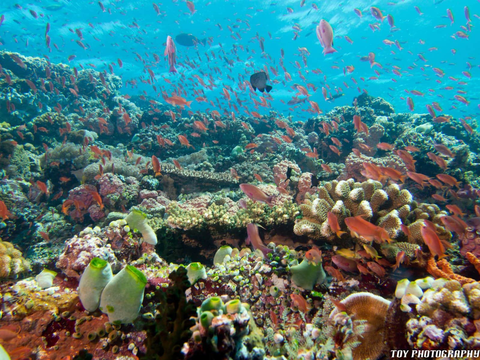 Scuba Diving Verde Island - Atlantis Dive Resorts and Liveaboard ...