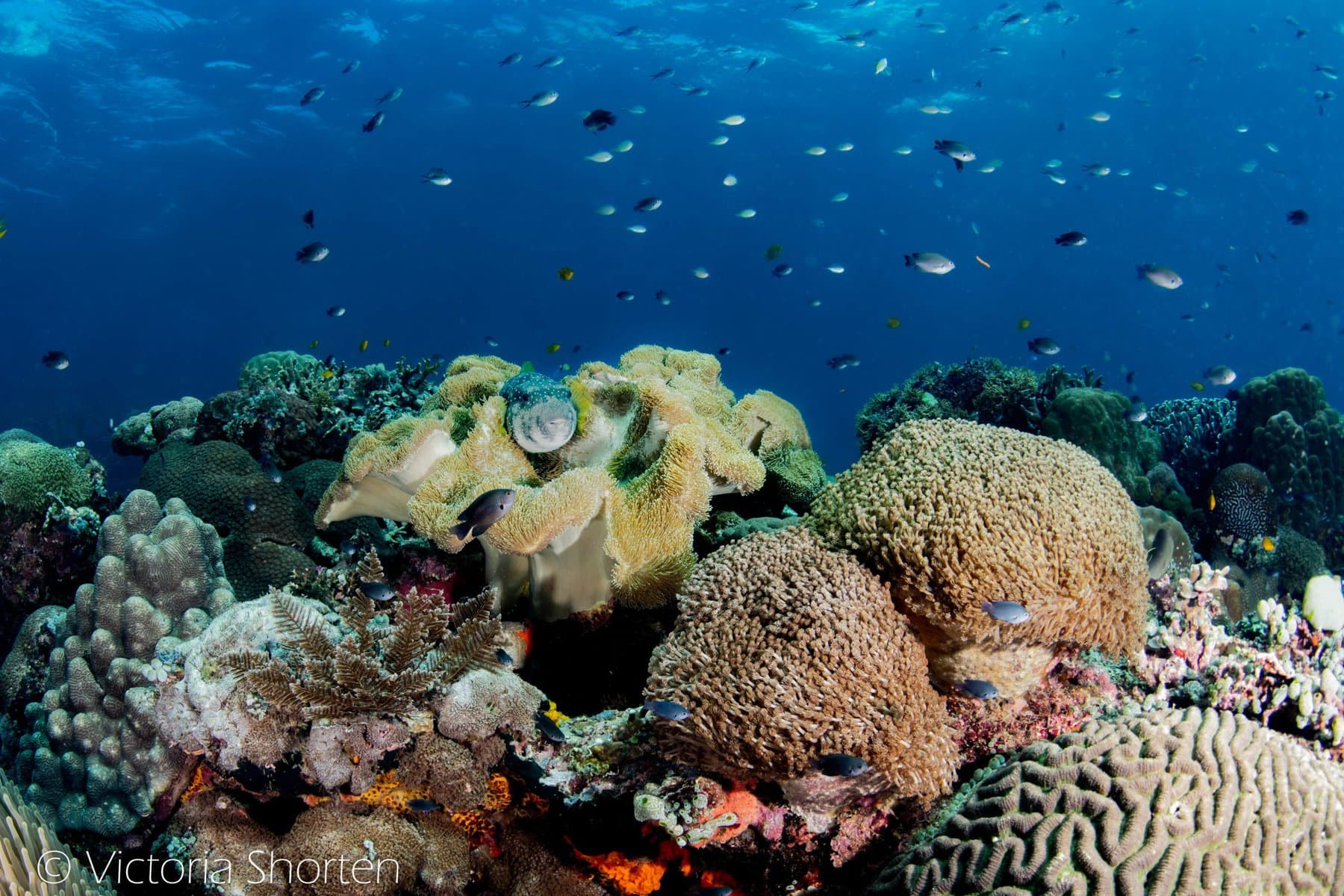 Into the World of the Butanding - Atlantis Dive Resorts and Liveaboard ...