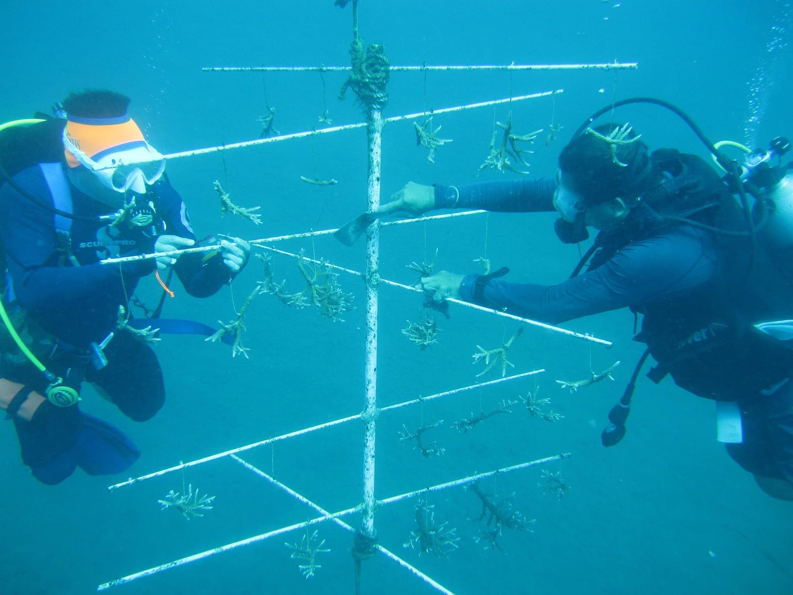 Coral Restoration Project - Atlantis Dive Resorts and Liveaboard ...