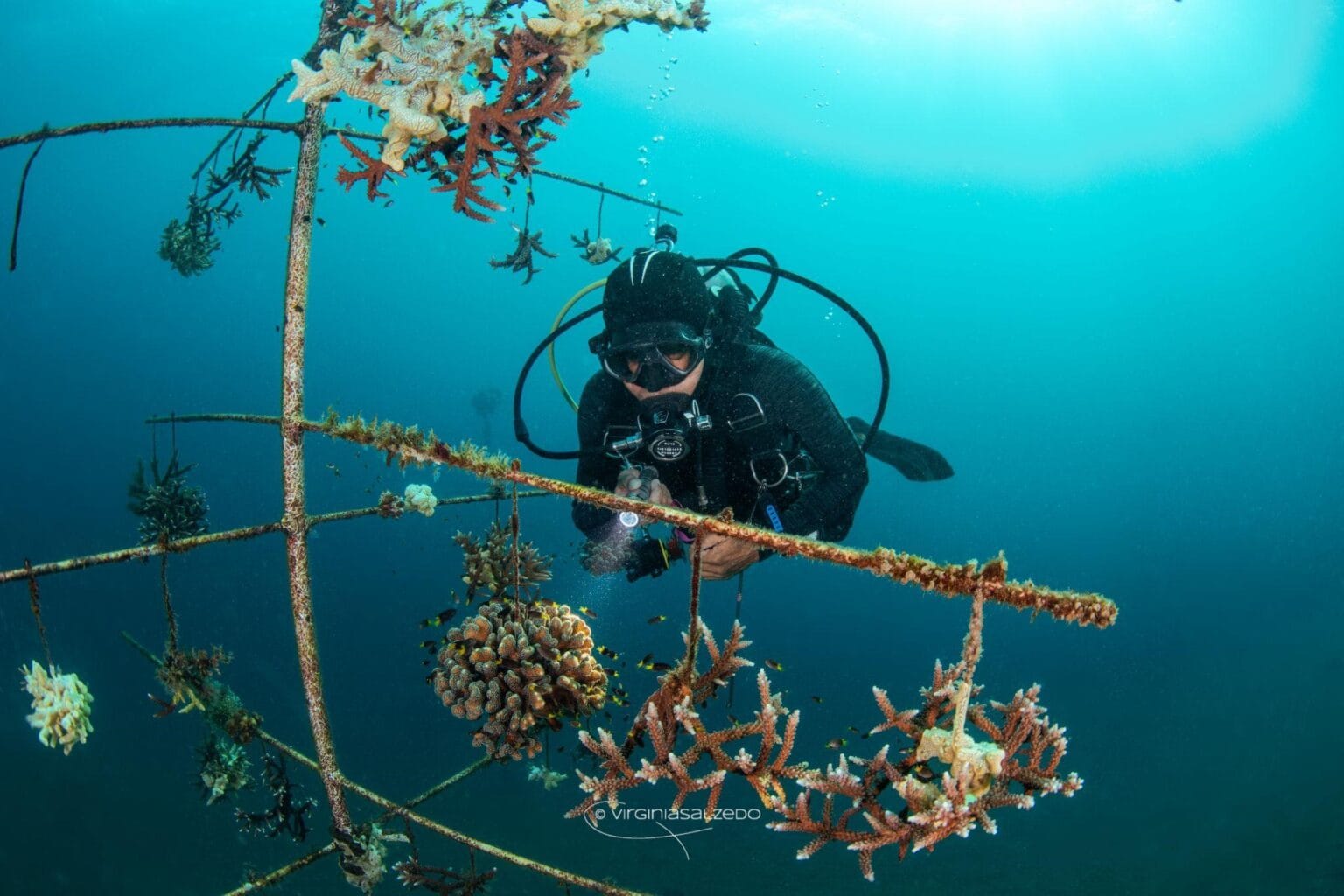 Home - Atlantis Dive Resorts and Liveaboard Philippines