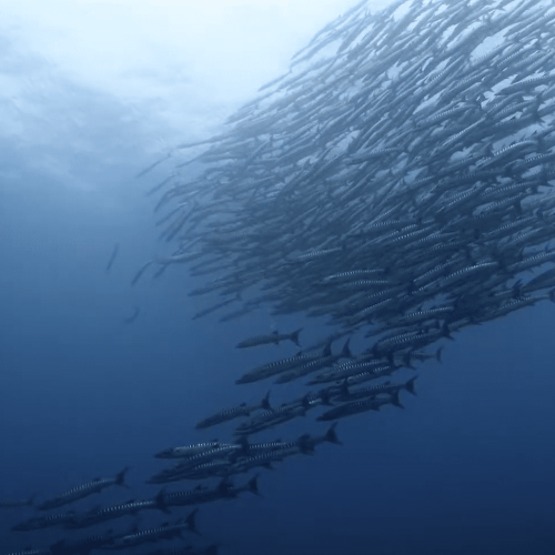 Atlantis Puerto Galera Resort – Atlantis Dive Resorts and Liveaboard ...